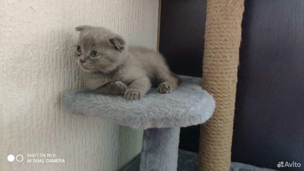 Вислоухий шотландец котенок (скоттишь фолд)