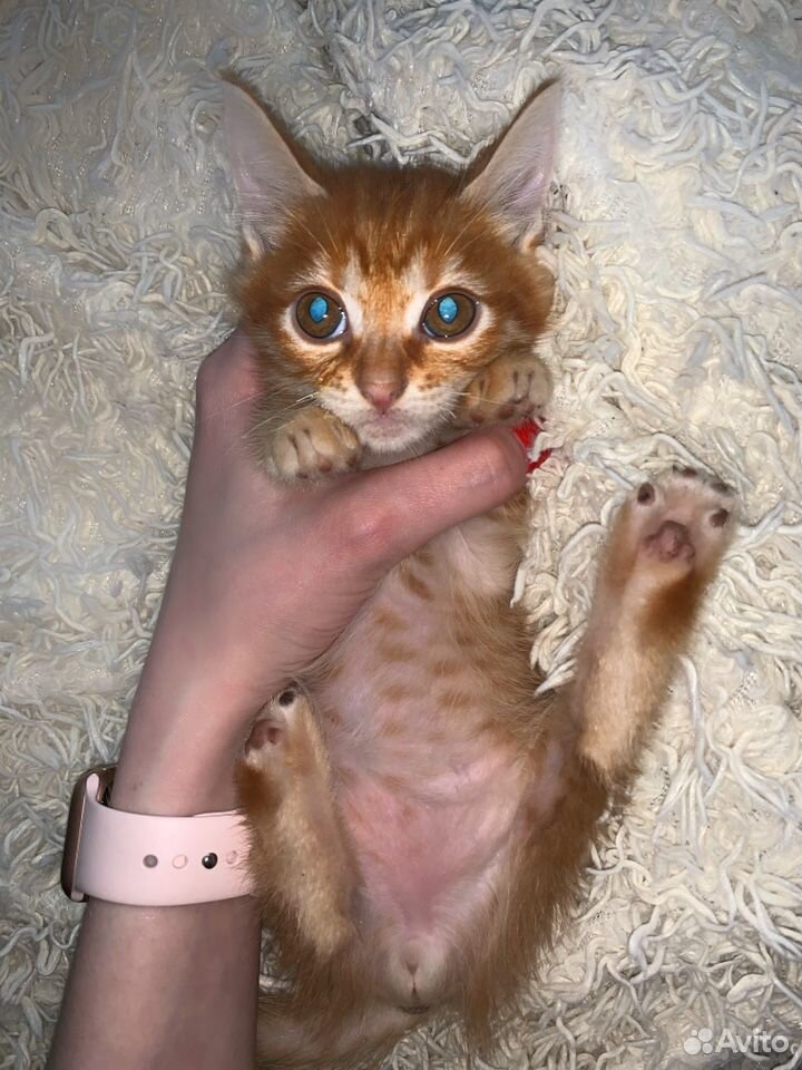 Котёнок помесь курильского бобтейла
