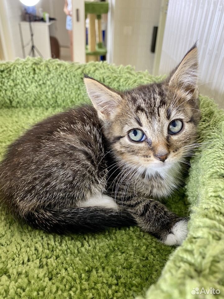 Котёнок ищет дом