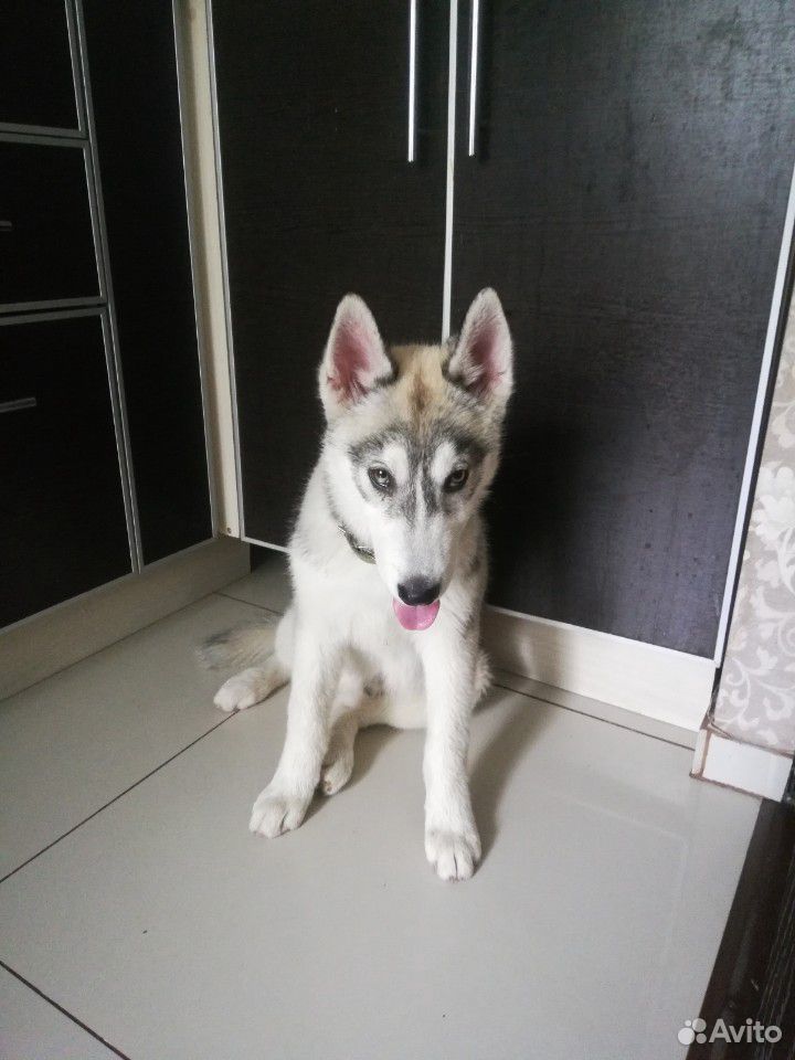 Сибирский хаски