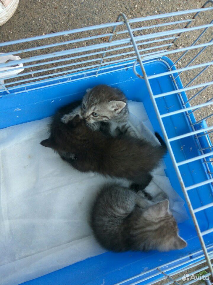 Отдам котят