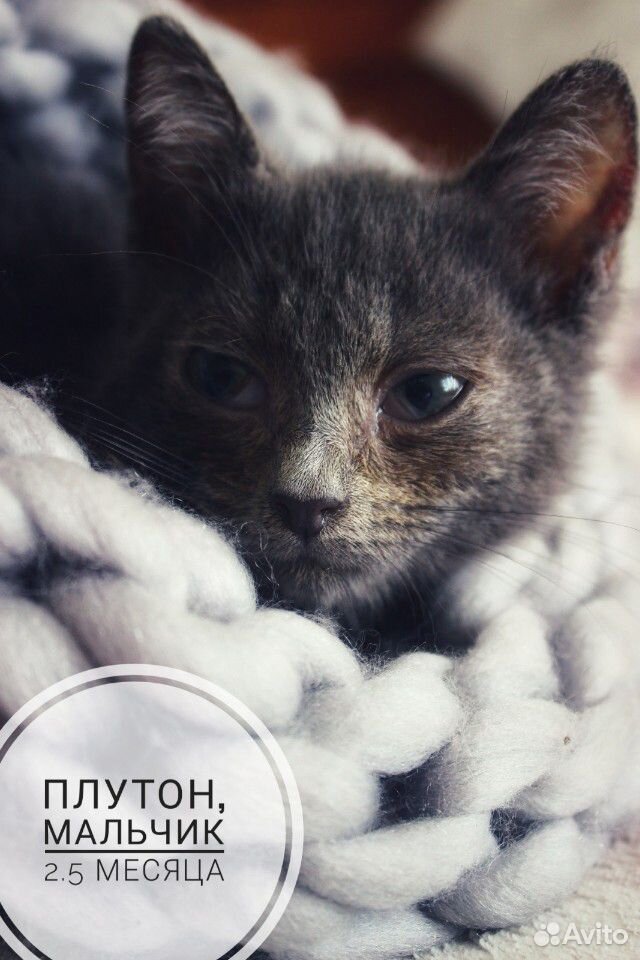 Котёнок Плутон, мальчик 2.5 месяца