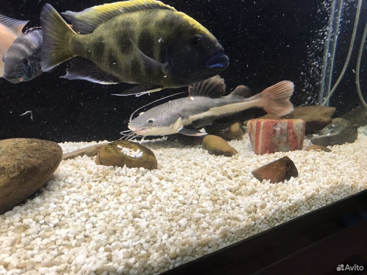 Краснохвостый сом