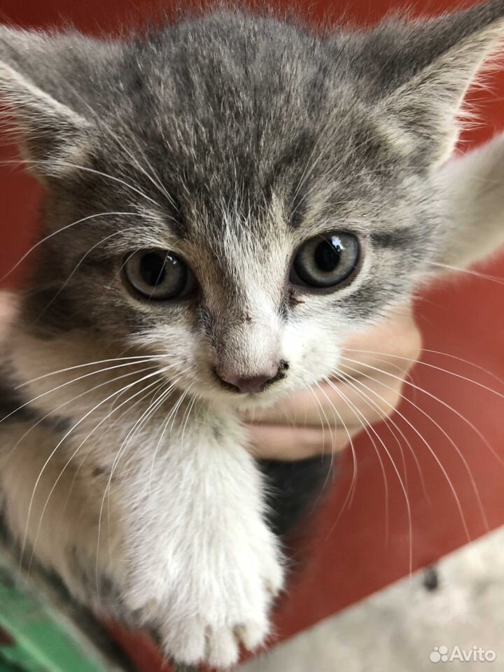 Котята с доставкой на дом