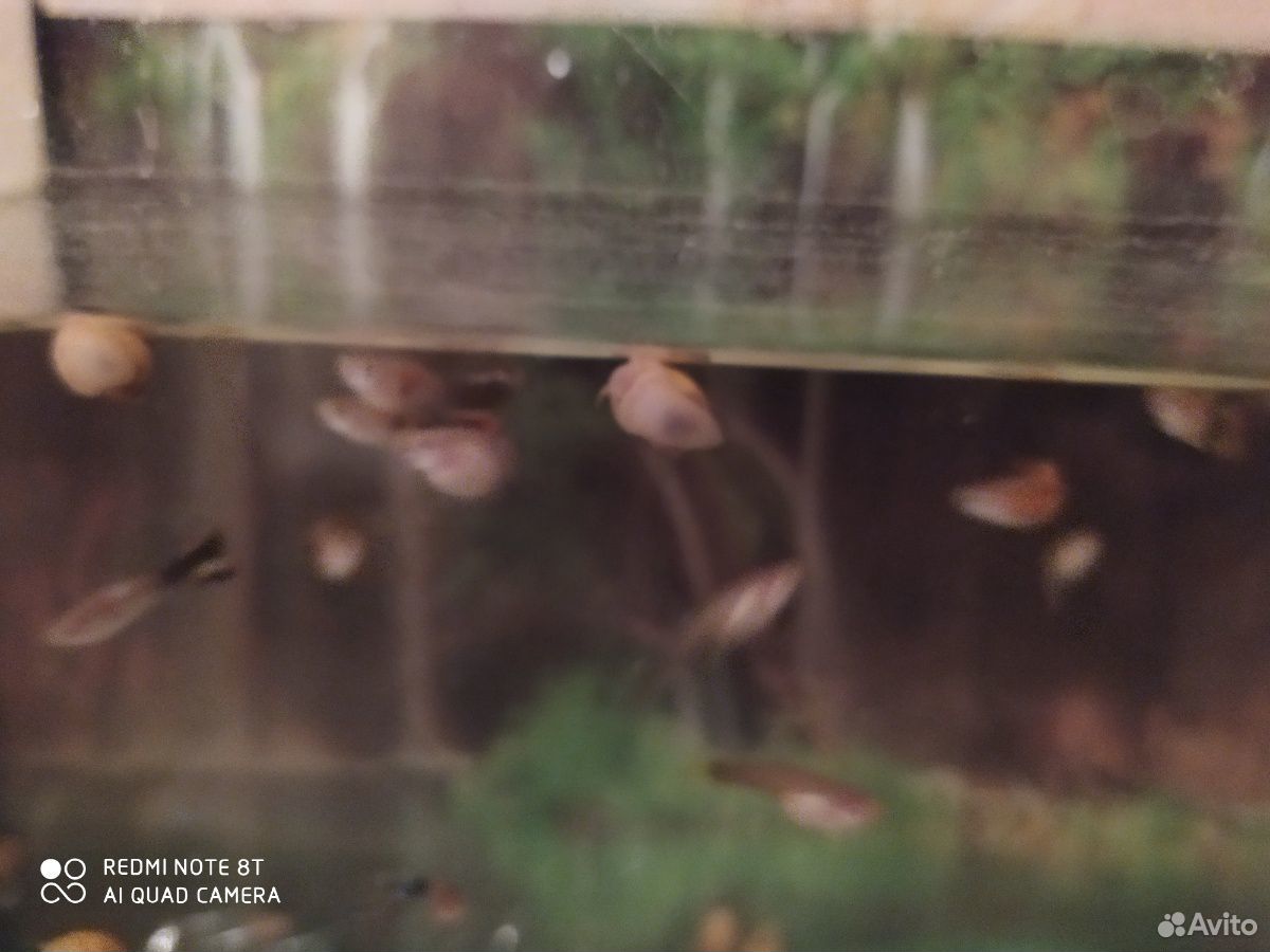 Ампулярия улитка