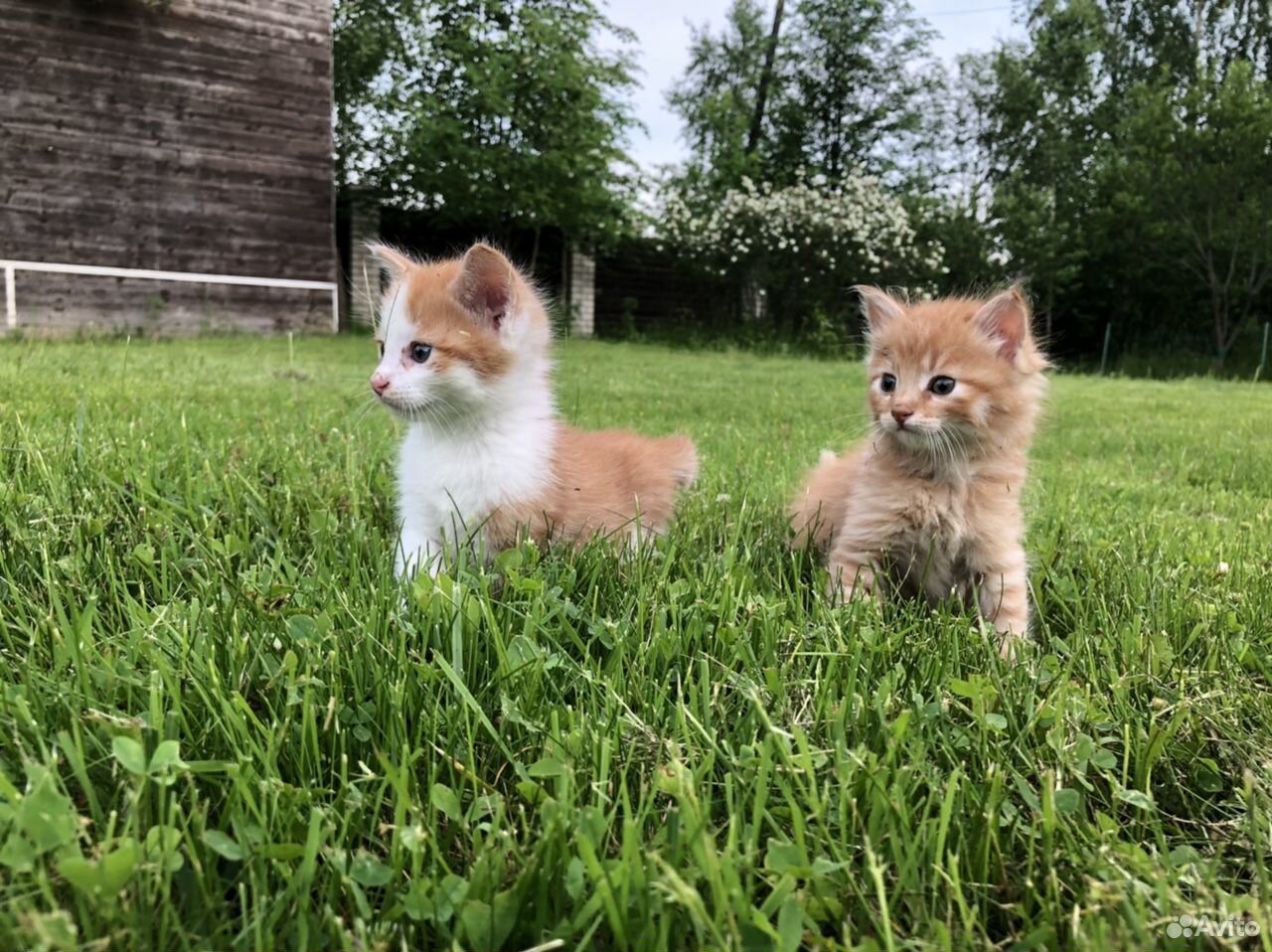 Замечательные котята в добрые руки