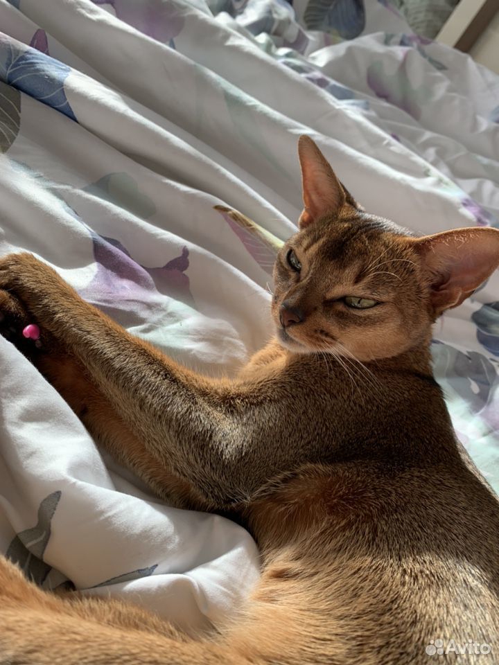 Абиссинская