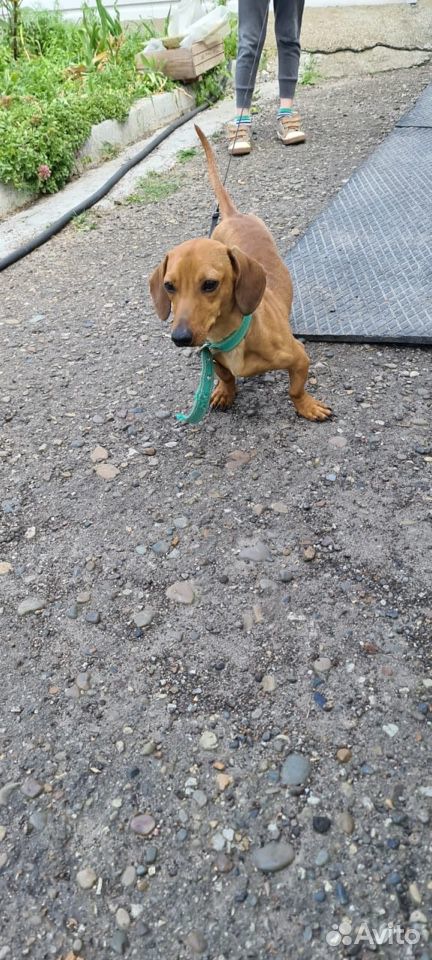 Мини Такса, кобель, 10 месяцев