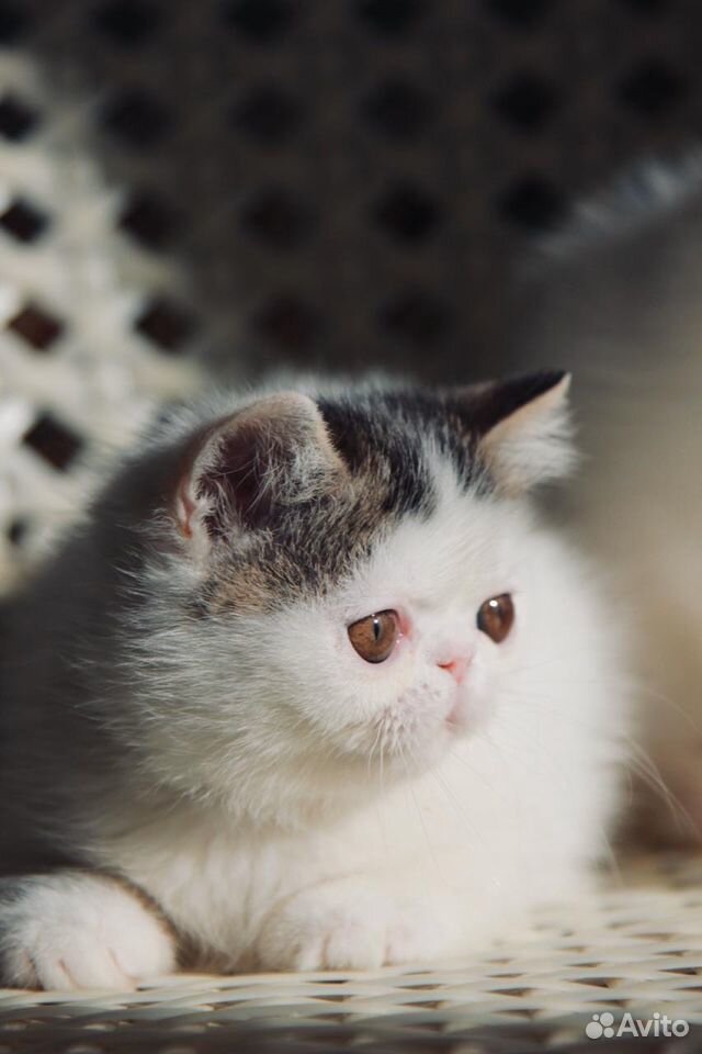Экзотическая