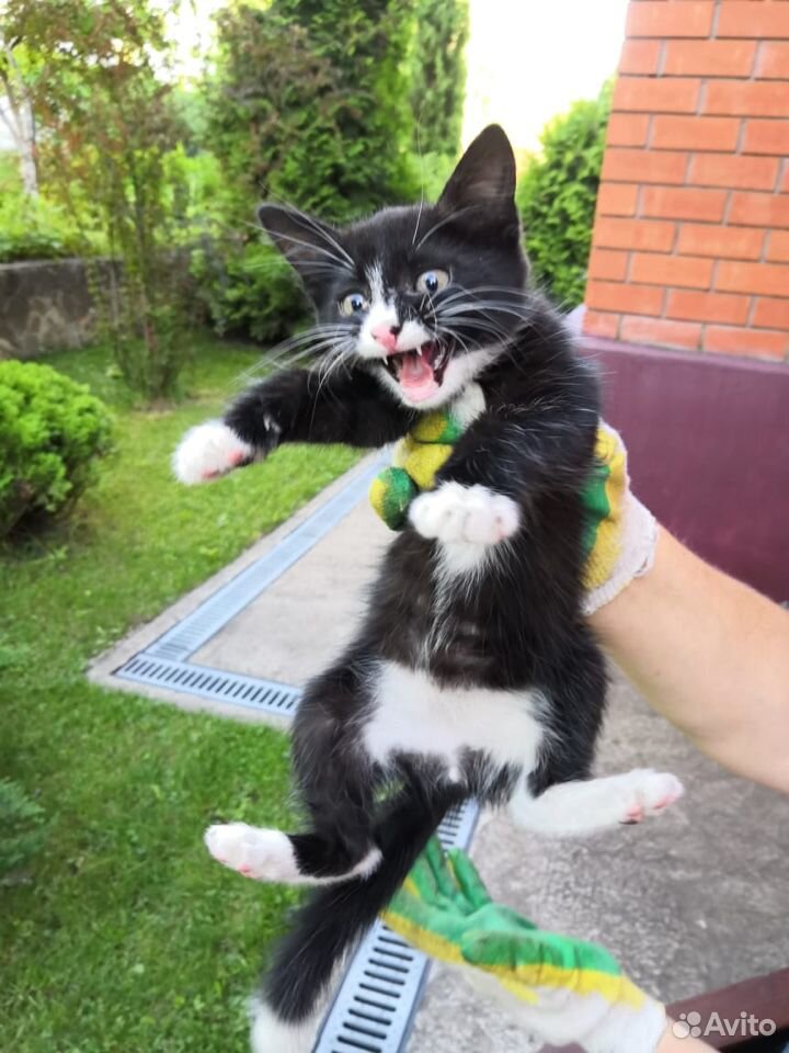 Маленький шкодник )