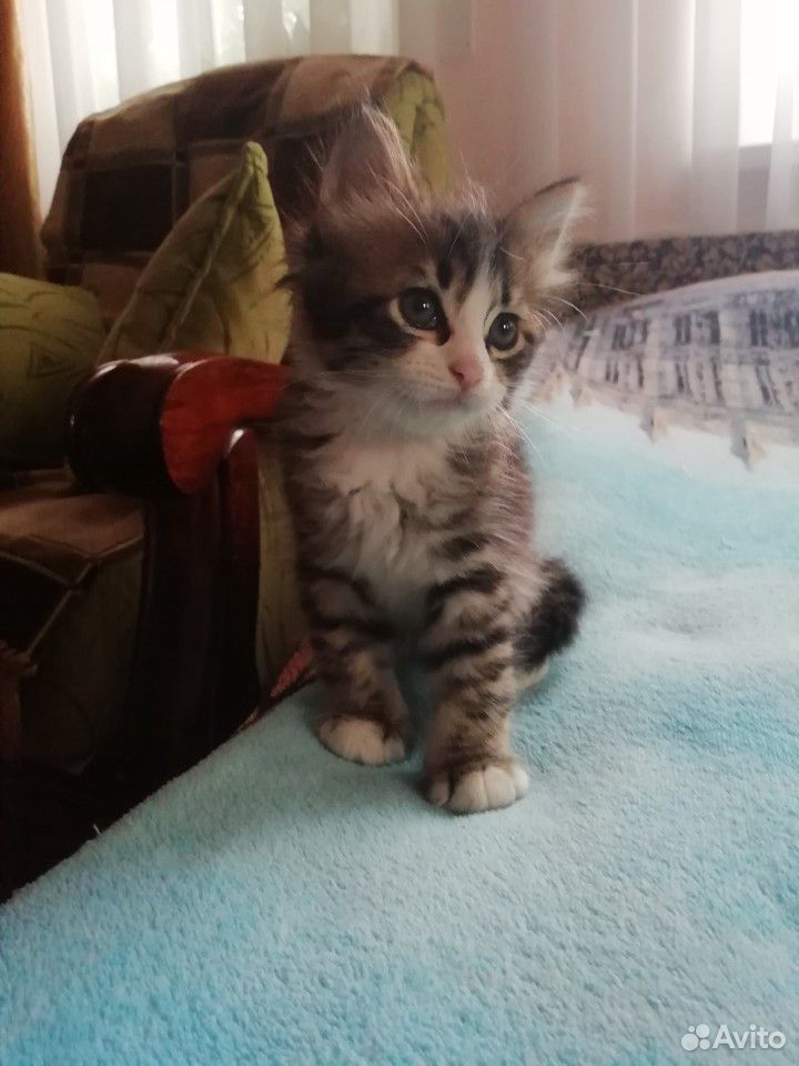 Замурчательные котята ищут себе дом