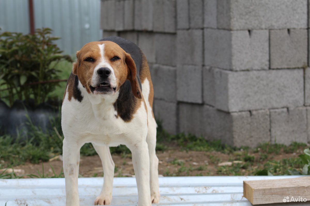 Ирма ищет дом