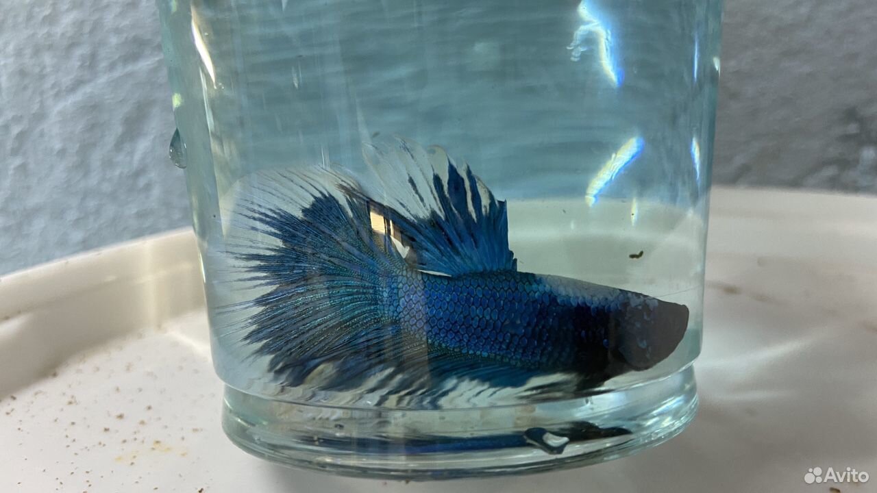 Петушок зелёная супердельта