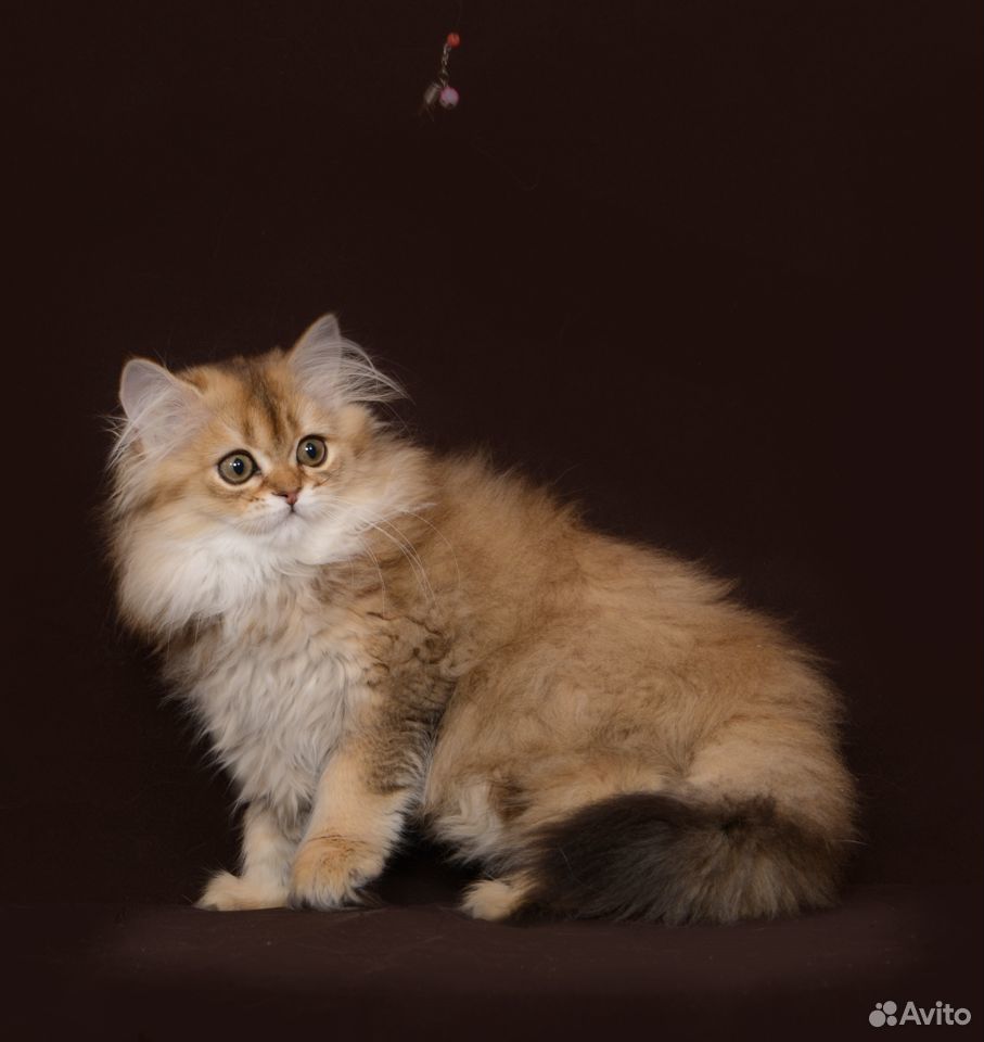 Длинношерстная кошечка