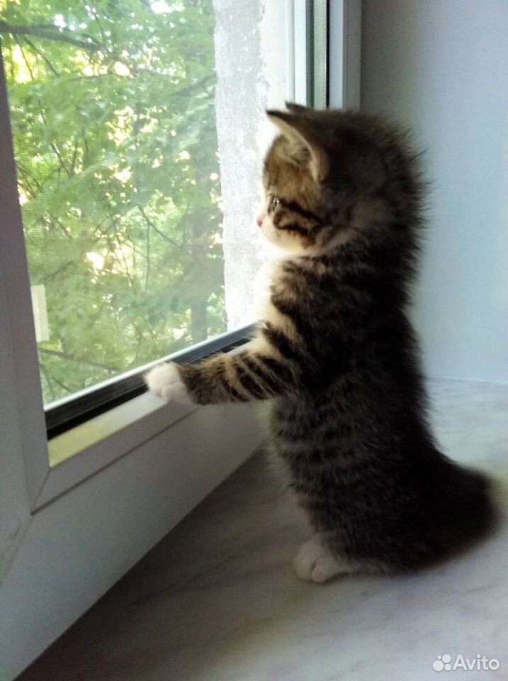 Очаровательный полосатик ждёт самые лучшие ручки