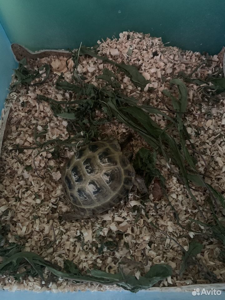 Продам сухопутную черепашку