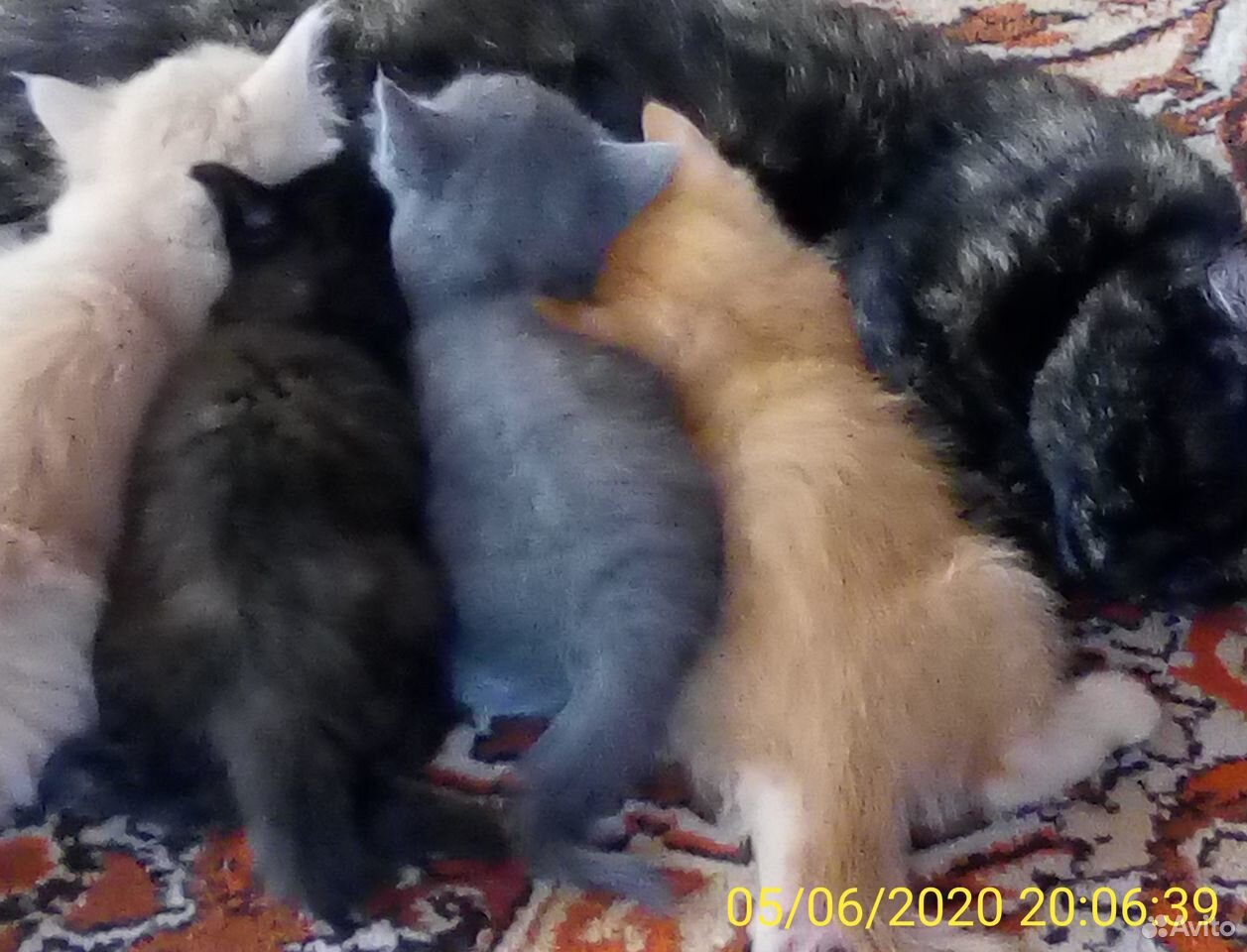 Привезу бесплатно месячного котенка, фото на ватса