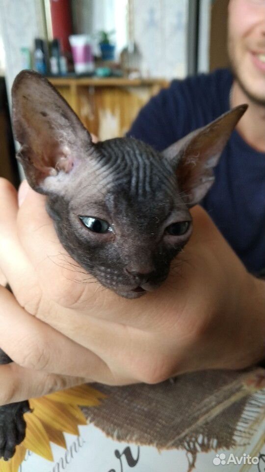 Донской сфинкс