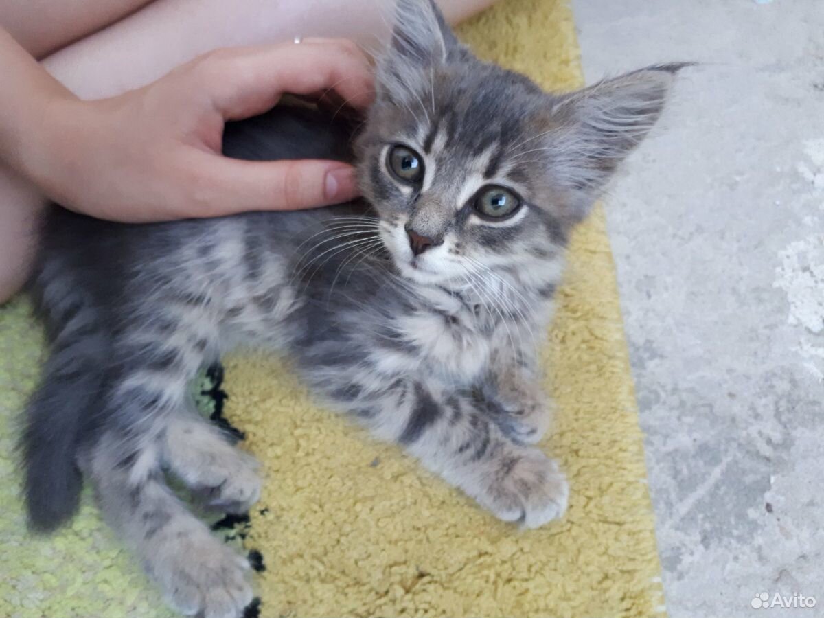 Котик