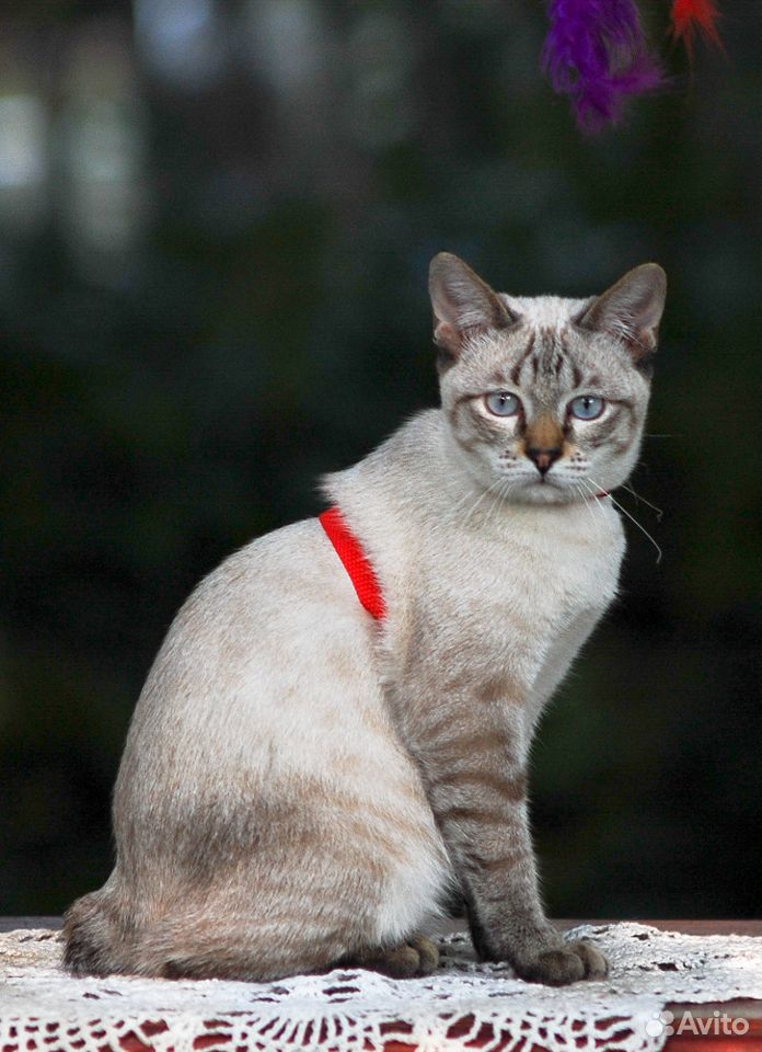 Вязка меконгский бобтейл