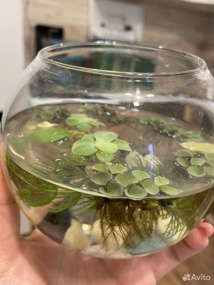 Мини аквариум-креветочник