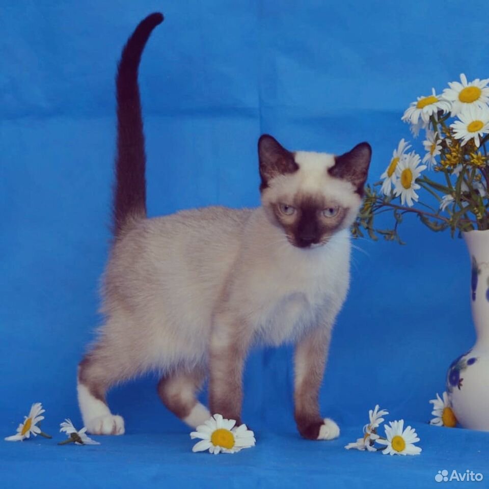 Котята Сноу-шу