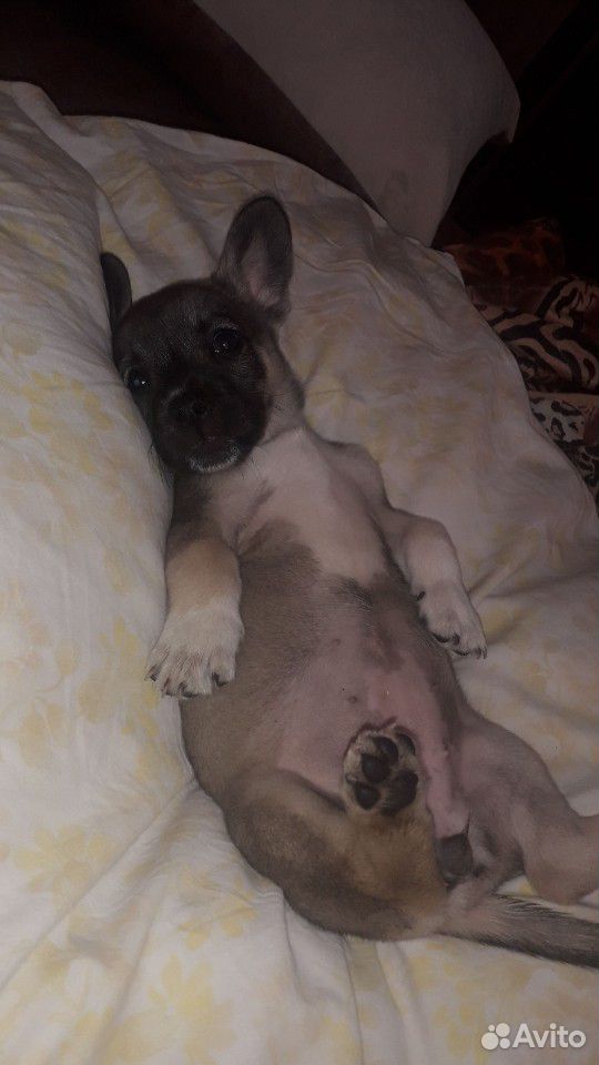 Метис чихухуа