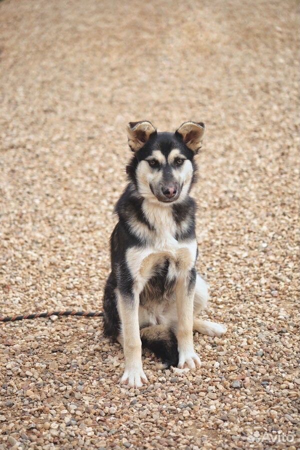 Милая Кими в добрые руки