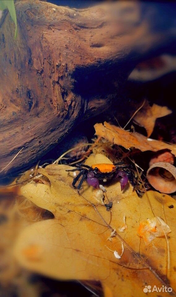 Краб вампир