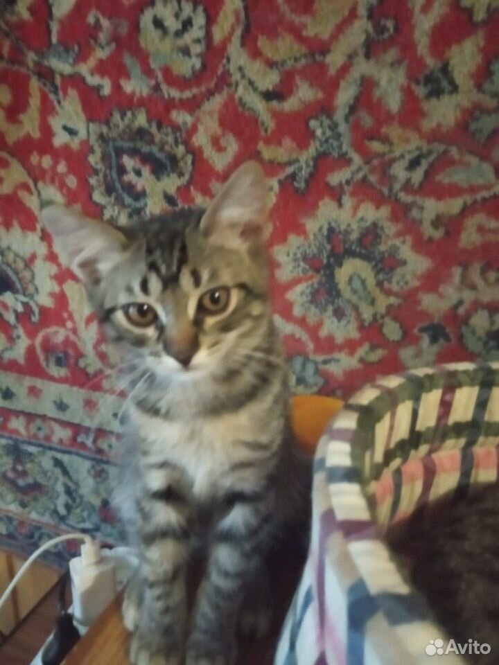 Котята 3 мес