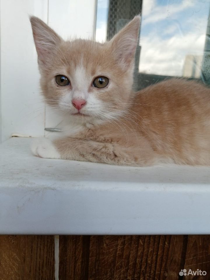 Котёнок в добрые руки
