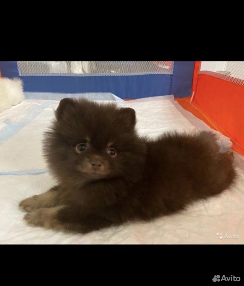 Шпиц Карликовый 10 мес девочка