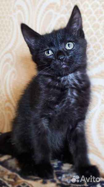 Котёнок Джесси