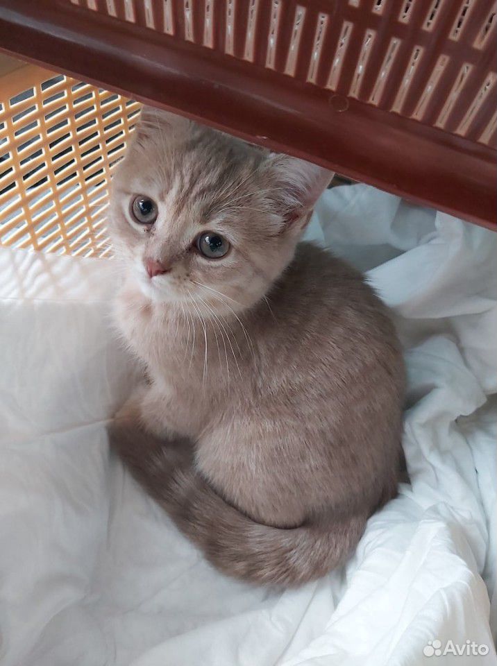Котёнок шотландской кошки