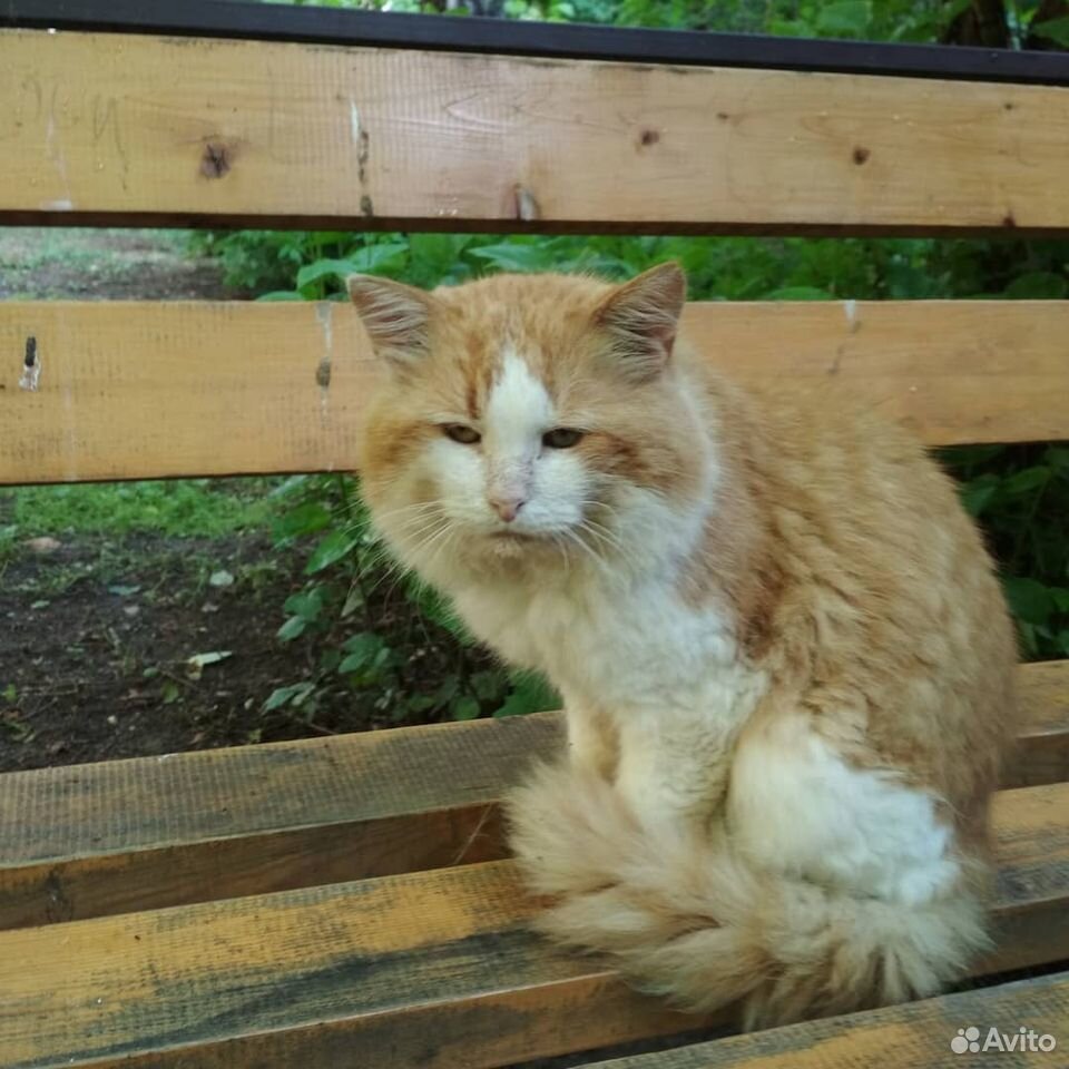 Волшебный,умный,добрый Рыжий Кот, который лечит