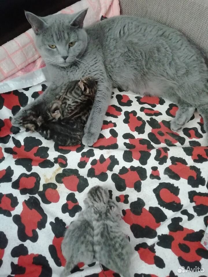 Продаю британских котят