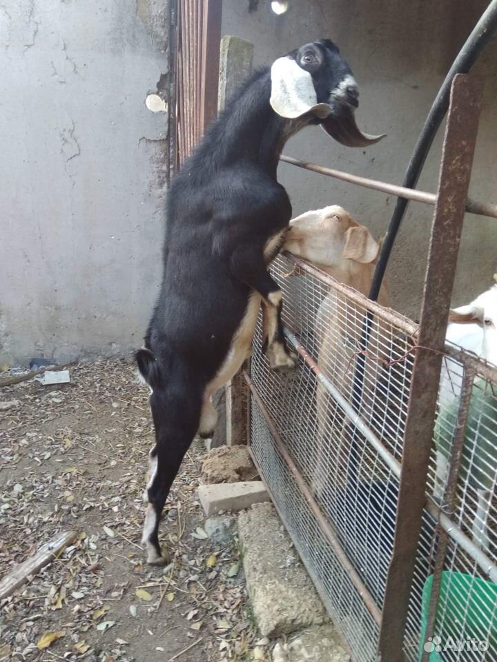 Козы зааненские