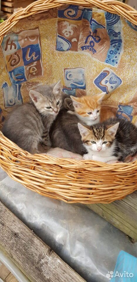 Котята мышеловки