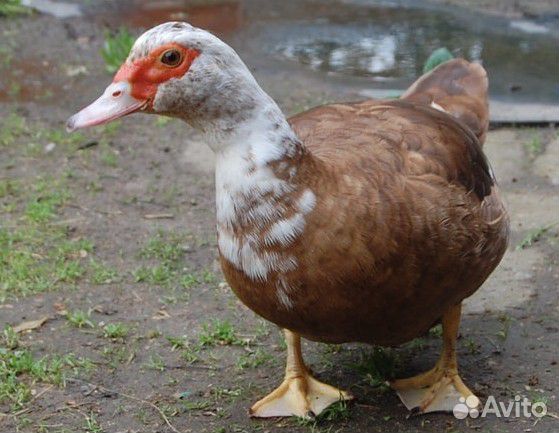 Продаются мускусные индоутки, утки Черри Велли