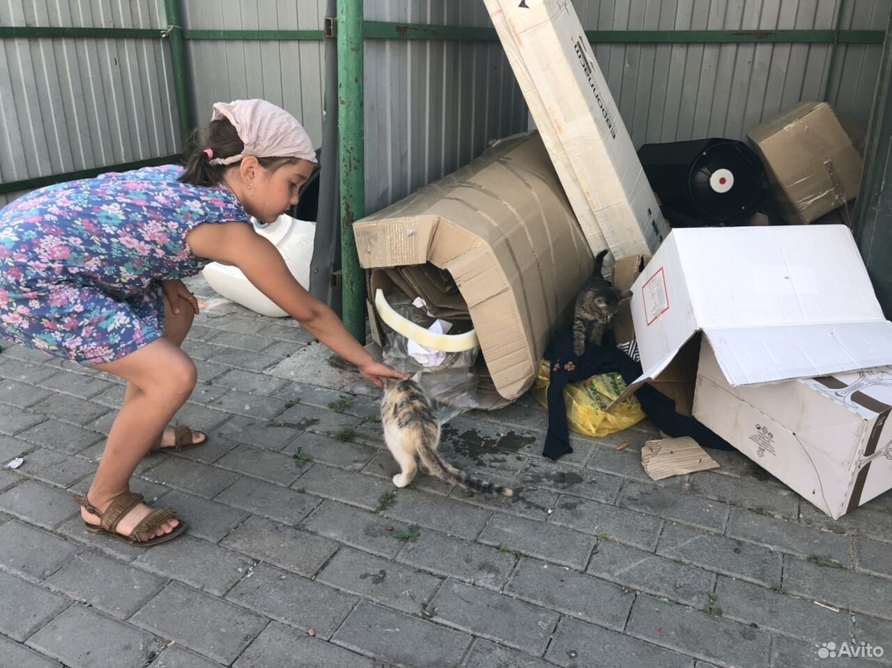 Котят выкинули на помойку