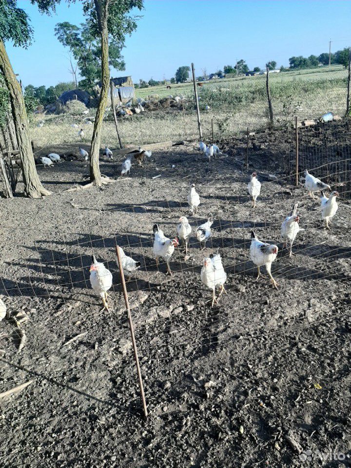 Серебристые петушки 5 месяцев