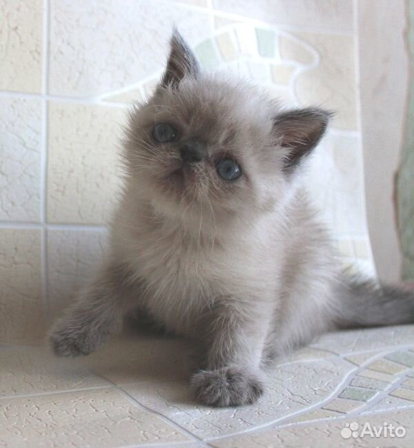 Плюшевые малыши (экзоты)