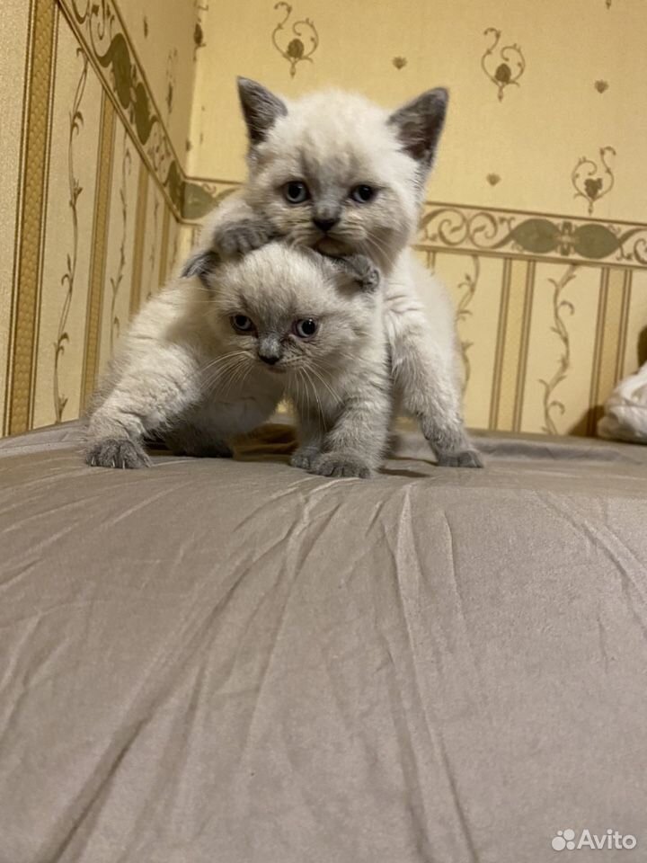 Шотландские котята