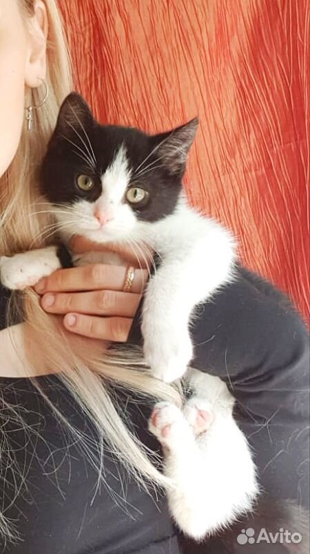 Котеночка девочка
