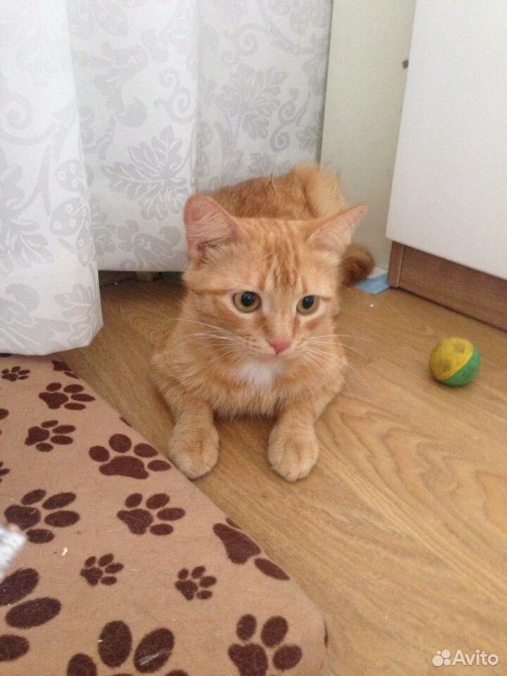 Кот в добрые руки