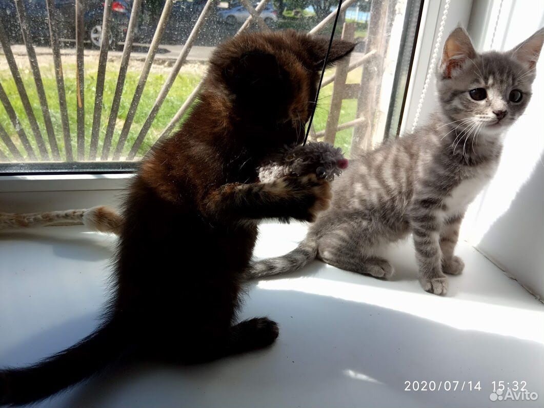 Котята. Брат и сестра. Ищут дом