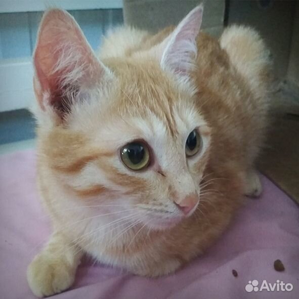 Рыжик-мышелов