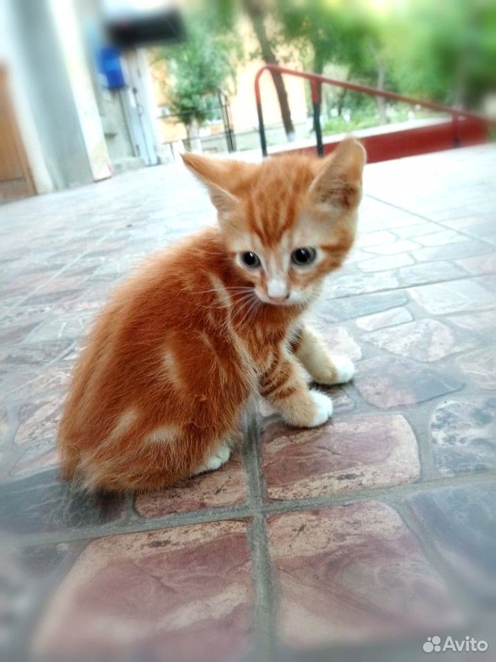 Кошка