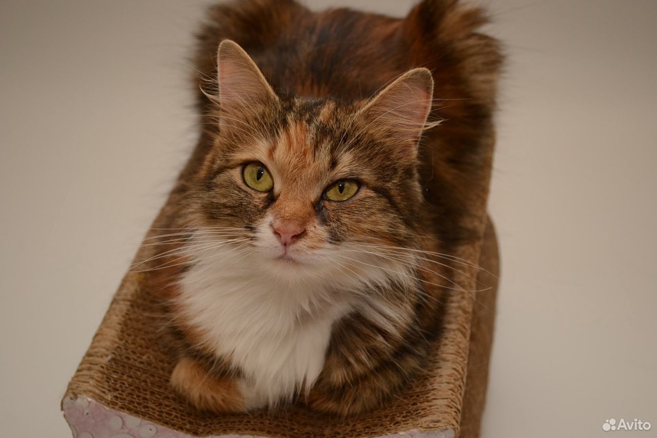 Курильский бобтейл