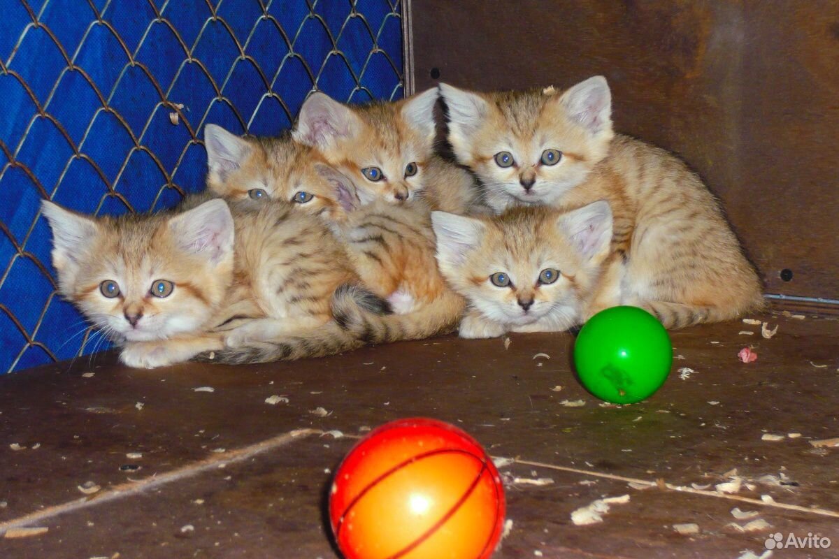 Кошки из пустыни. felis margarita